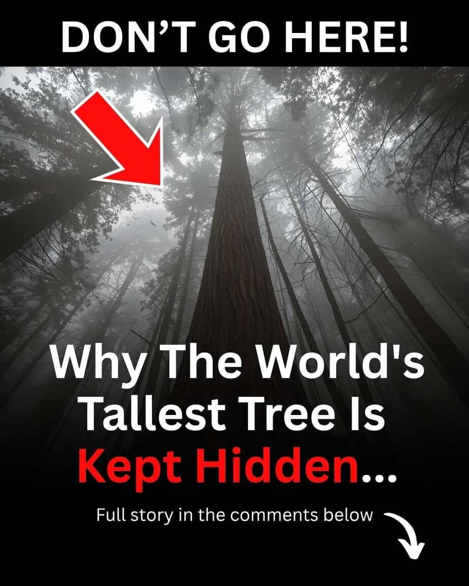 Why The World's Tallest Tree Is Kept Hidden